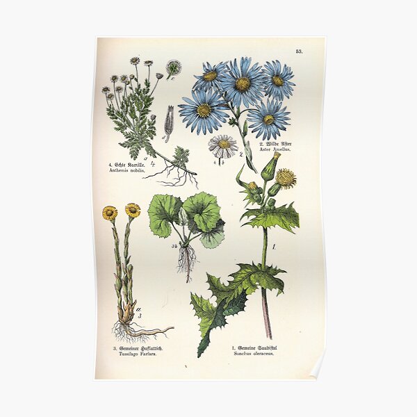 "Botanical poster vintage scientific illustration" Poster for Sale by ...