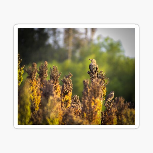 "Birds in a millet field" Sticker for Sale by viridian-hymn | Redbubble
