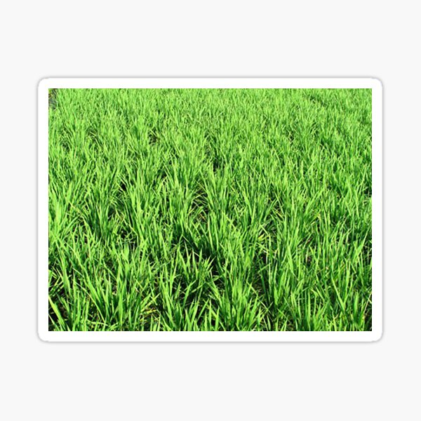 "rice paddy fields, greenery, agriculture photo" Sticker for Sale by ...
