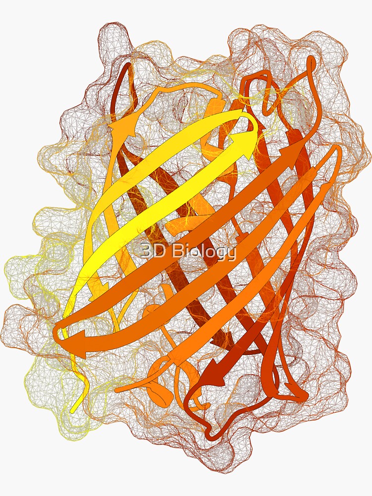 "mOrange Fluorescent Protein" Sticker for Sale by 3D-Biology | Redbubble