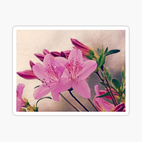"Azalea Blooms" Sticker for Sale by FrankieCat | Redbubble