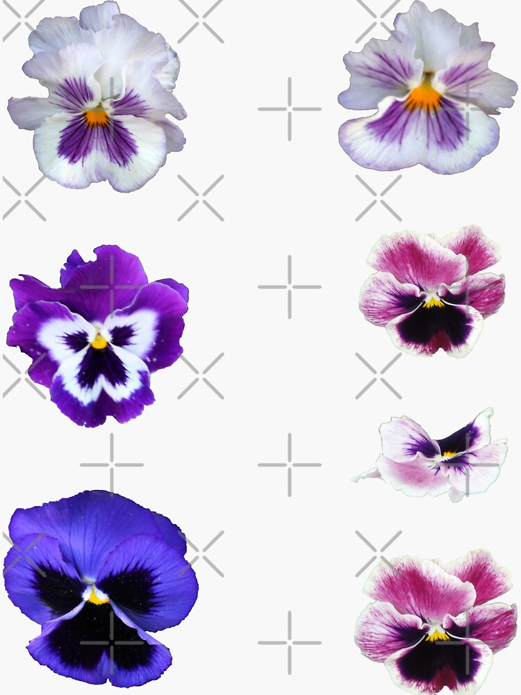 "Pansy" Sticker for Sale by STHogan | Redbubble