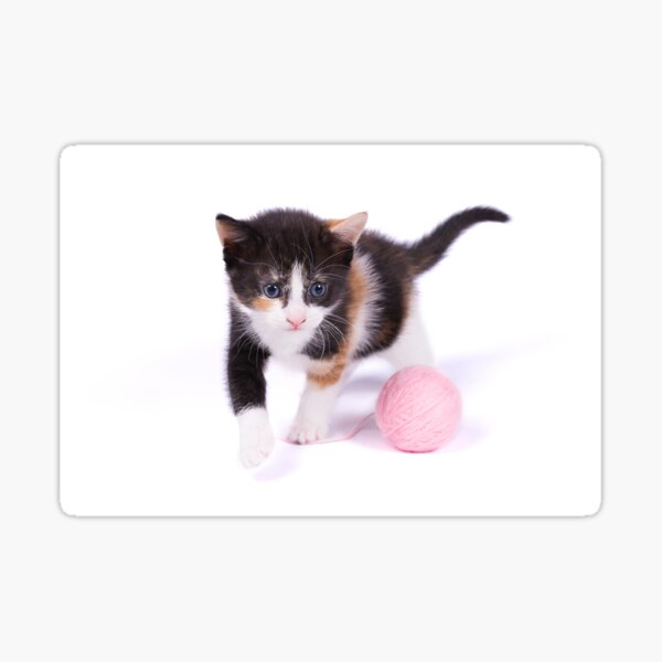 "Lizzie" Sticker for Sale by VenturaPics | Redbubble