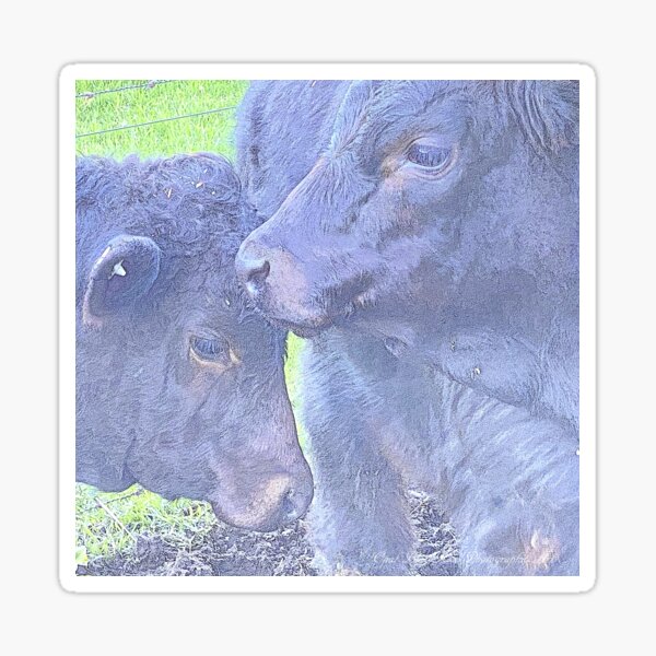 " TWO BLACK CALVES " Sticker for Sale by Opalbluerose | Redbubble