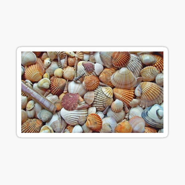 "Spiral shellfish" Sticker for Sale by Rwadkar | Redbubble