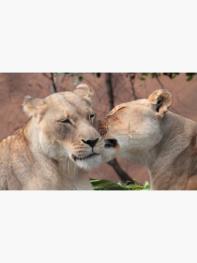 "Lion Kiss" Sticker by stephentrepreneur | Redbubble