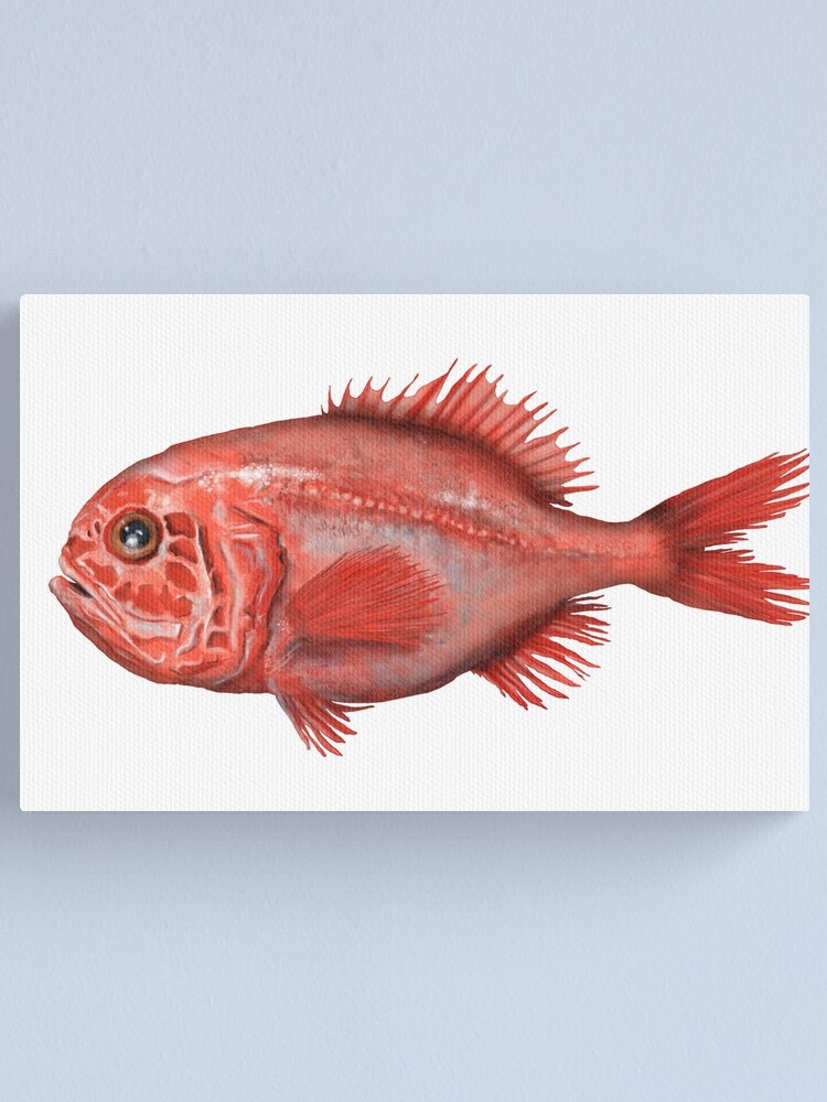 "Fish - Orange Roughy (Hoplostethus atlanticus)" Canvas Print by ...