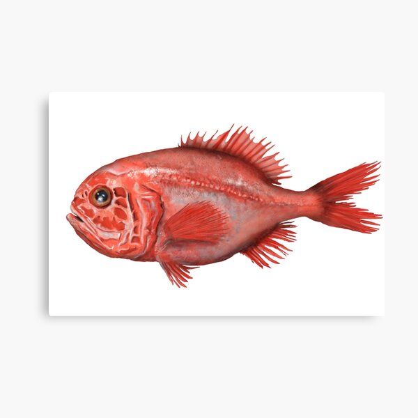 "Fish - Orange Roughy (Hoplostethus atlanticus)" Canvas Print by ...