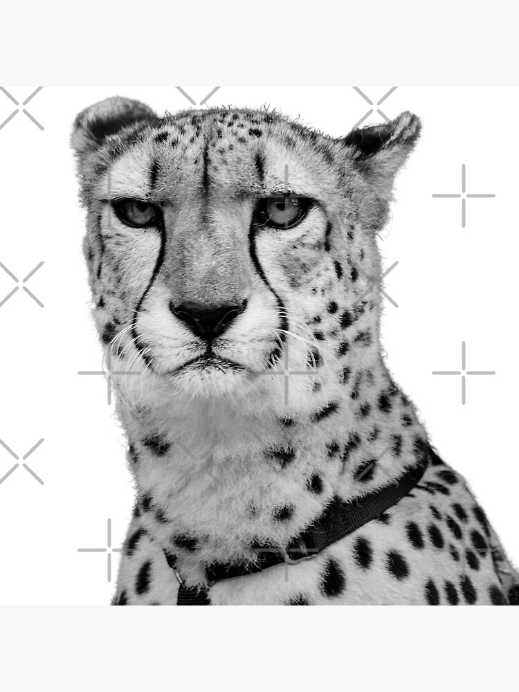 "Cheetah Fun Cool Black and White Picture Moody Face I'm Not Mad But I ...