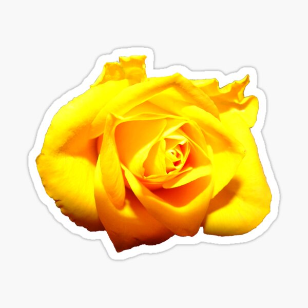 "Yellow rose" Sticker by ghjura | Redbubble