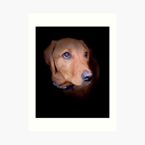 "Fox Red Labrador Portrait" Art Print for Sale by DexterFRL | Redbubble