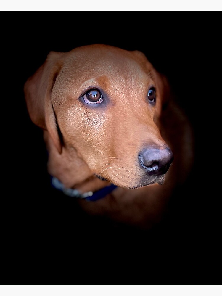 "Fox Red Labrador Portrait" Art Print for Sale by DexterFRL | Redbubble