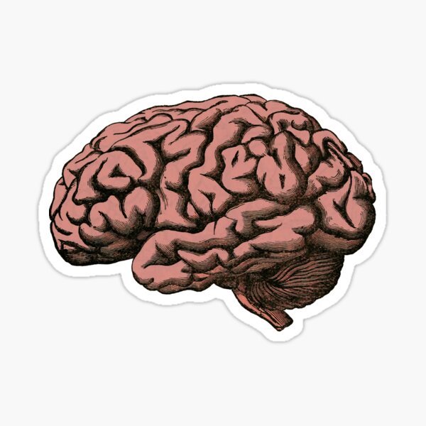 "Brain" Sticker for Sale by flotnby | Redbubble