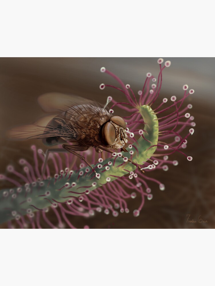 "Sundew and Bottle Fly " Sticker by frankiegrin | Redbubble