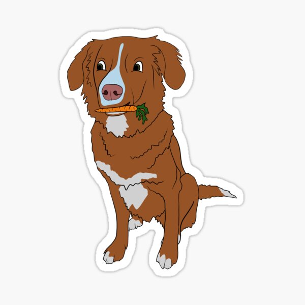 "Duck Toller with carrot" Sticker for Sale by TMBorgatti | Redbubble