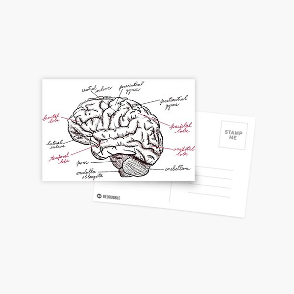 "Bitesize Anatomy of the Human Brain (labelled)" Postcard for Sale by ...