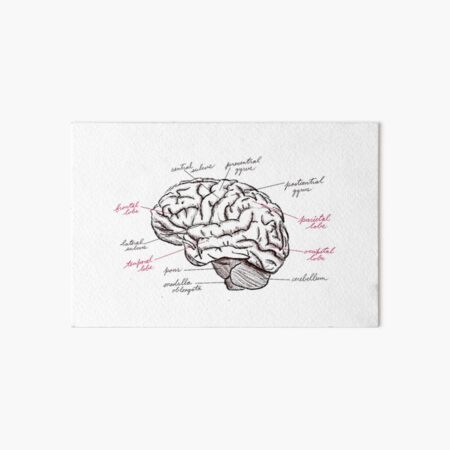 "Bitesize Anatomy of the Human Brain (labelled)" Art Board Print for ...