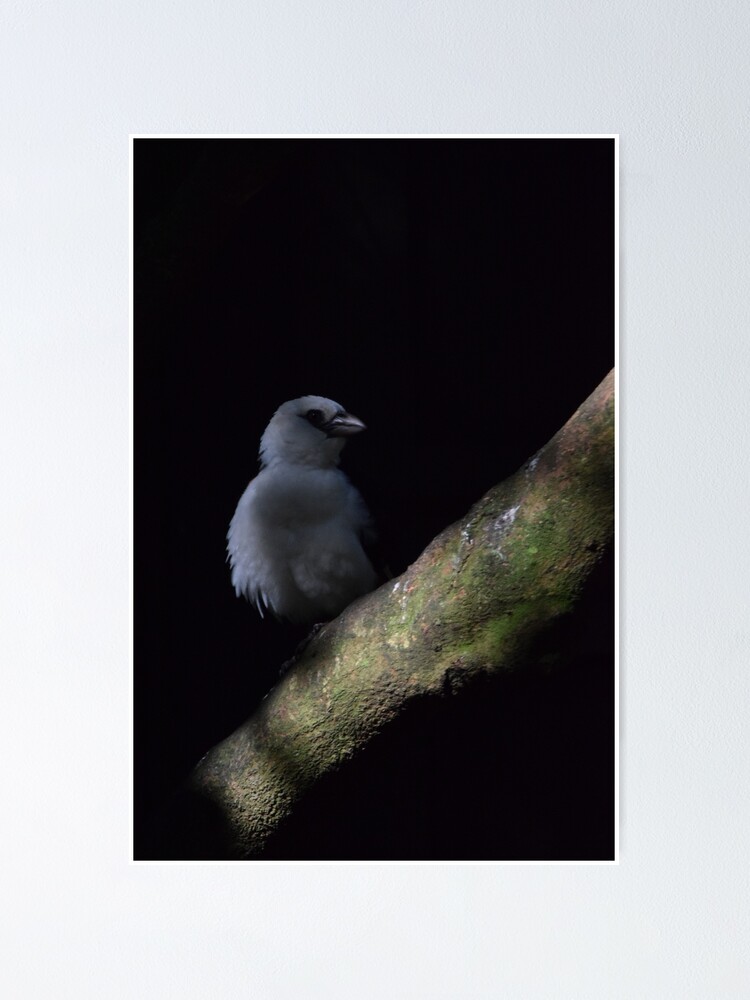 "Shadow Bird" Poster for Sale by Periscope9 | Redbubble