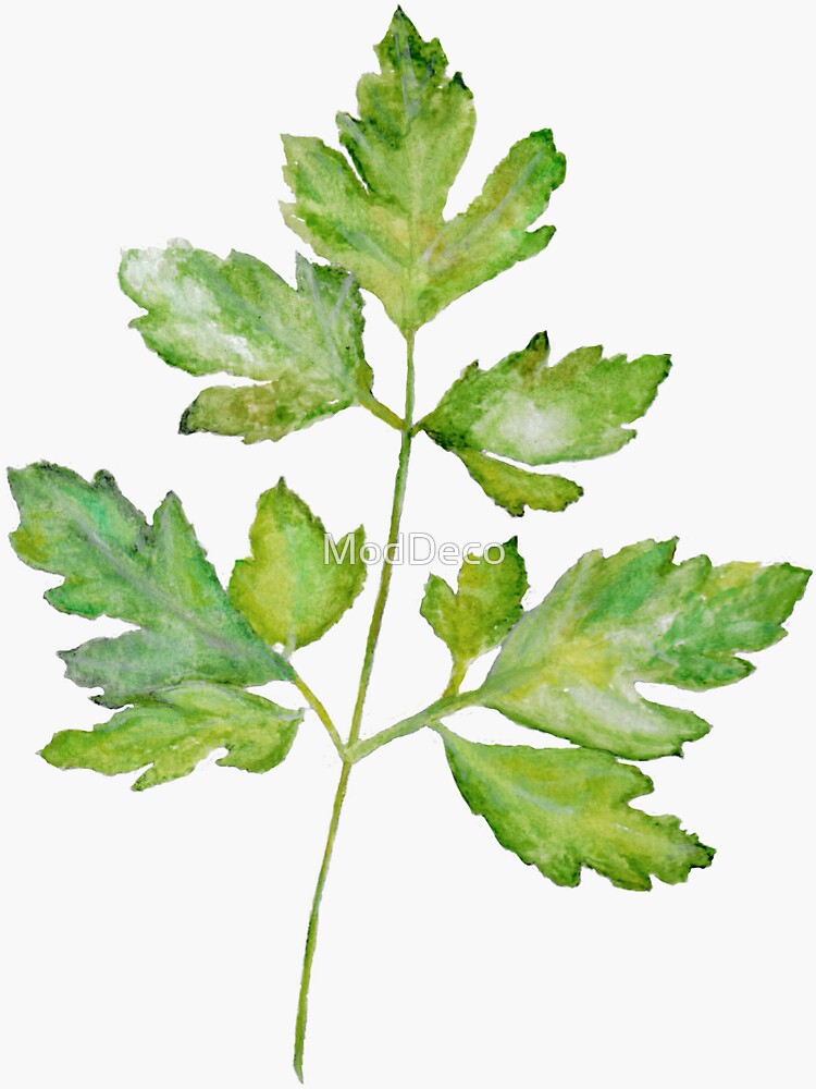 "Cilantro Botanical Watercolour Illustration" Sticker for Sale by ...