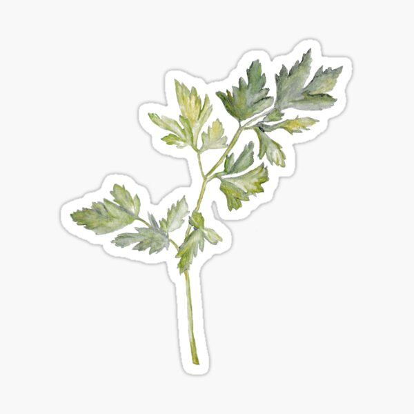 "Parsley Botanical Watercolour Illustration" Sticker by ModDeco | Redbubble