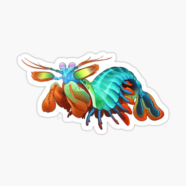 "Fancy Mantis Shrimp" Sticker for Sale by BeastofOblivion | Redbubble