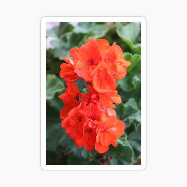 "Geranium flowers " Sticker by AnthonyRae | Redbubble