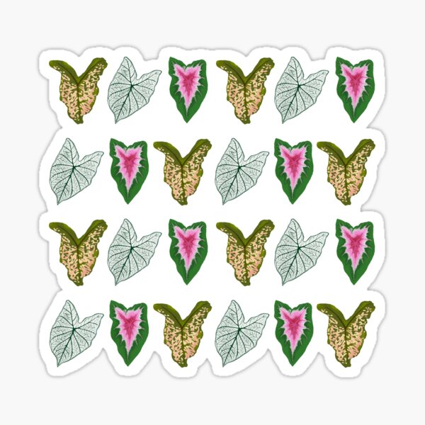 "caladium working together part 1" Sticker for Sale by kacerway | Redbubble