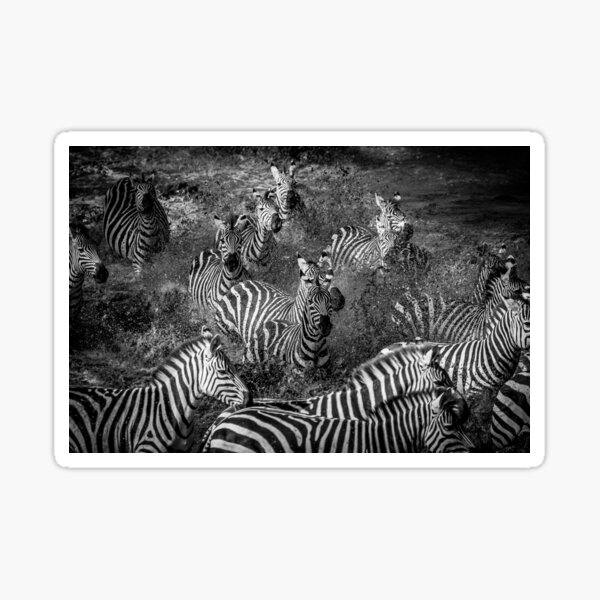 "A Dazzle Of Zebras" Sticker by colindavisearth | Redbubble