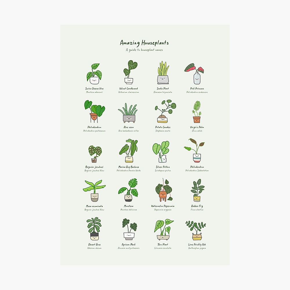 Houseplants Pictures And Names Houseplant With Dark Green Leaves With