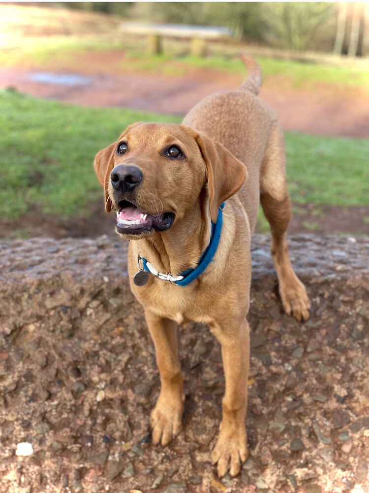 "Dexter the Fox Red Labrador - Happy Walks" T-shirt for Sale by ...