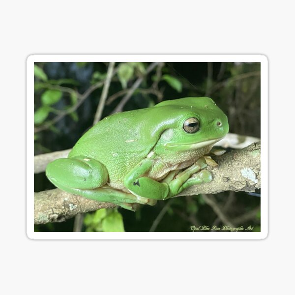 "CUTE GREEN TREE FROG " Sticker for Sale by Opalbluerose | Redbubble