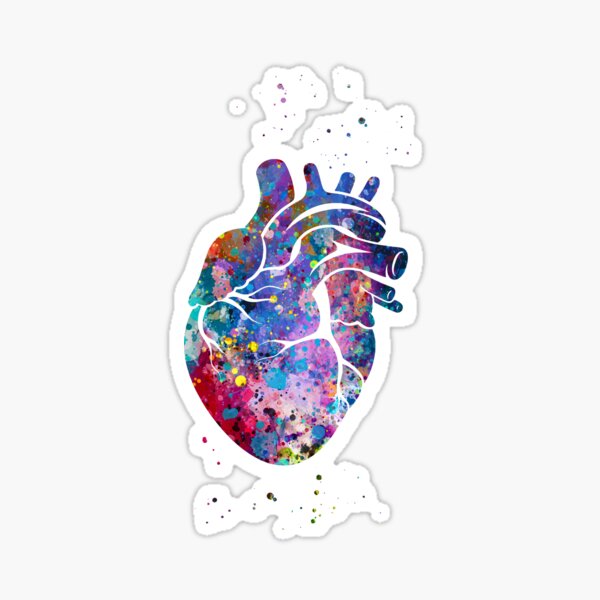 "Human Heart Anatomy" Sticker for Sale by EvasDreams | Redbubble