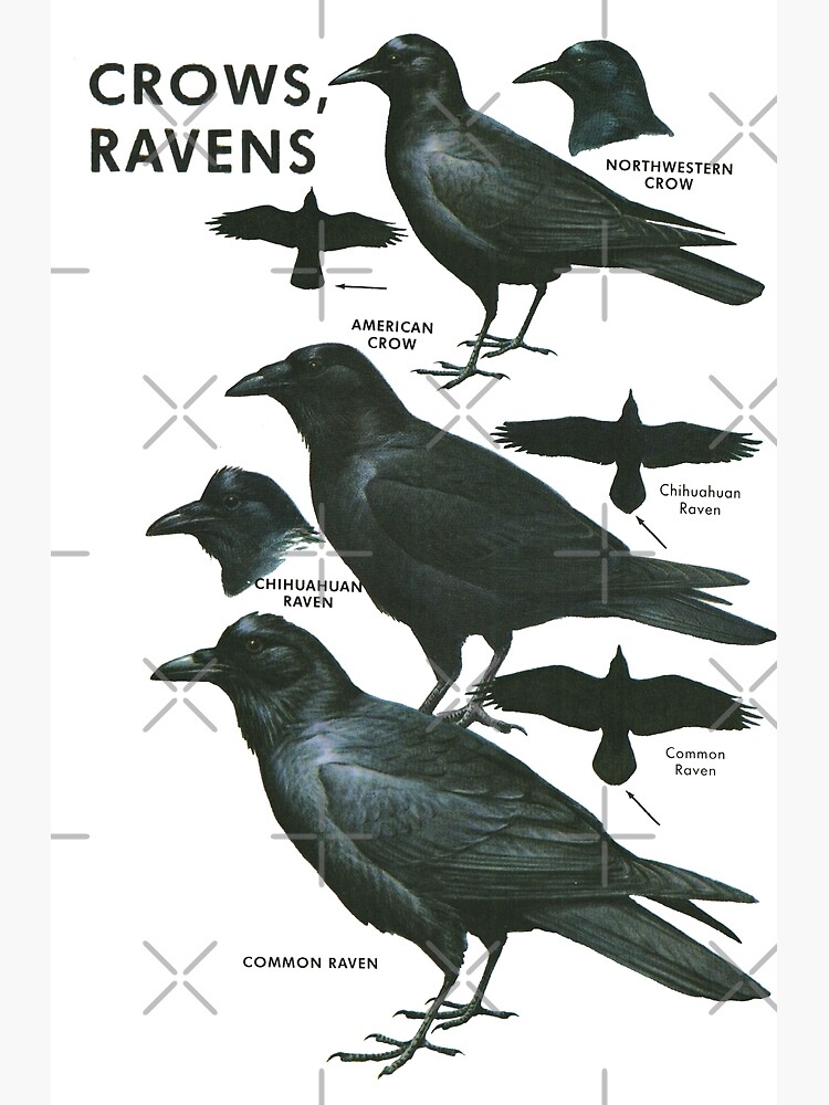 Ravens and Crows - Vintage Ornithology Study Premium Matte Vertical ...
