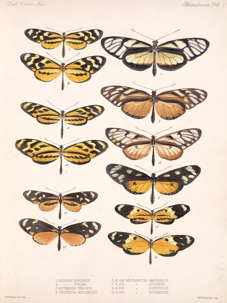 " Vintage Scientific Illustration Of Butterfly Moth Encyclopedia ...