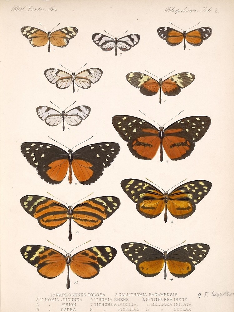 " Vintage Scientific Illustration Of Butterfly Moth Encyclopedia ...