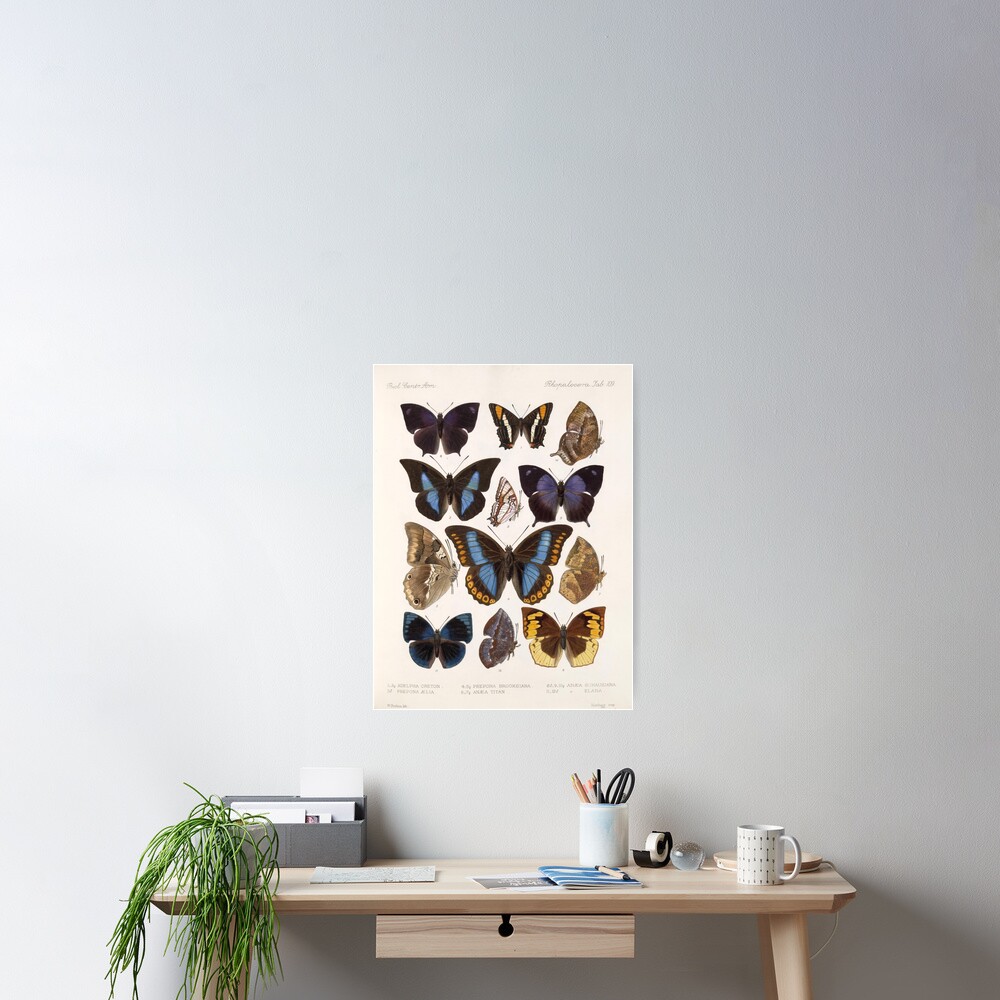 " Vintage Scientific Illustration Of Butterfly Moth Encyclopedia ...