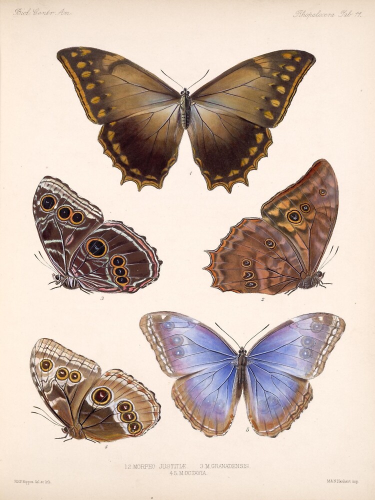 " Vintage Scientific Illustration Of Butterfly Moth Encyclopedia ...
