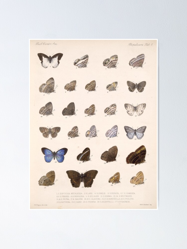 " Vintage Scientific Illustration Of Butterfly Moth Encyclopedia ...