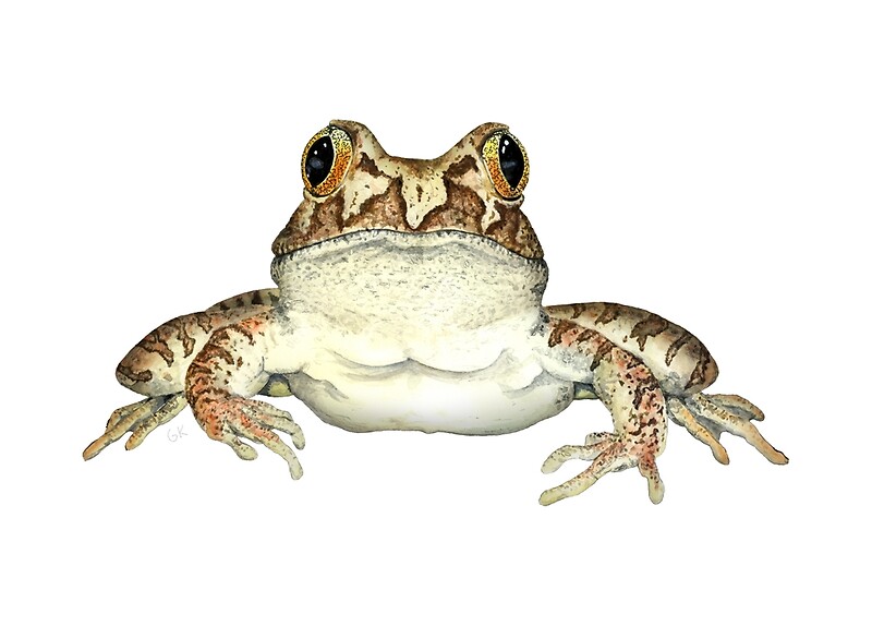 "Mixophyes iteratus - Giant Barred Frog" by UncleMaddog | Redbubble