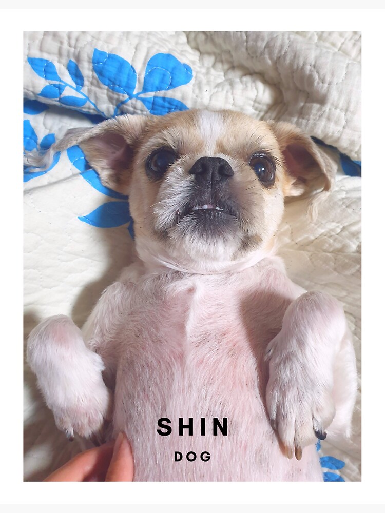 "SHIN dog" Sticker by HYUNJINSHIN | Redbubble