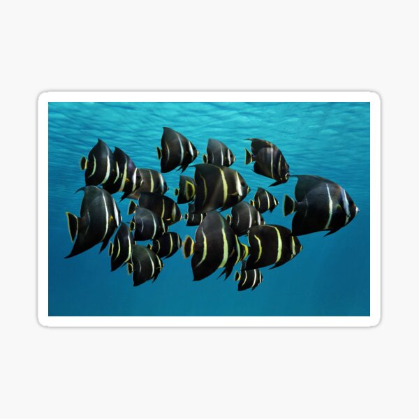 "School of tropical fish French angelfish" Sticker for Sale by ...