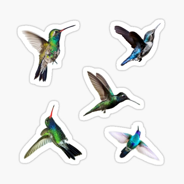 "Colibri birds sticker pack " Sticker for Sale by starseedgems | Redbubble