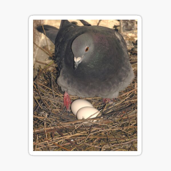 "Hatching eggs. "Mothers Day". Mom. Grandma." Sticker by ...