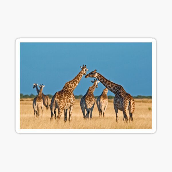 "Giraffes' gathering" Sticker by outthere | Redbubble