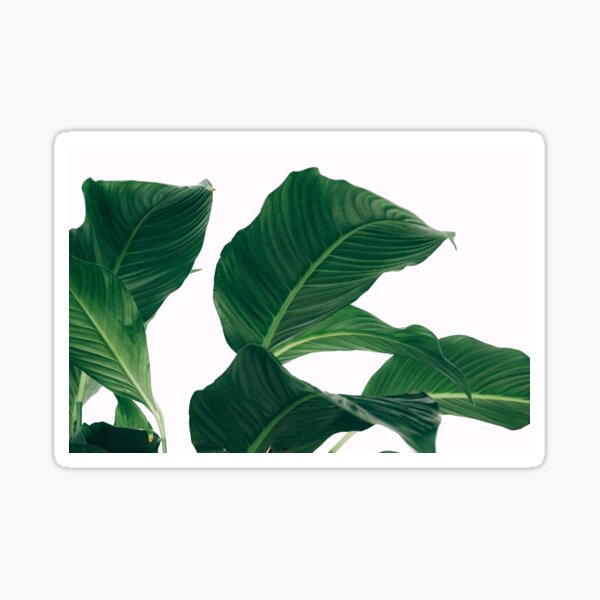"Tropical Palm Tree Leaf" Sticker by newburyboutique | Redbubble