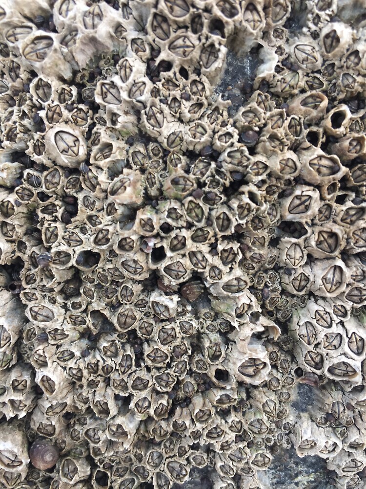 "Barnacles " Sticker for Sale by svencarr | Redbubble