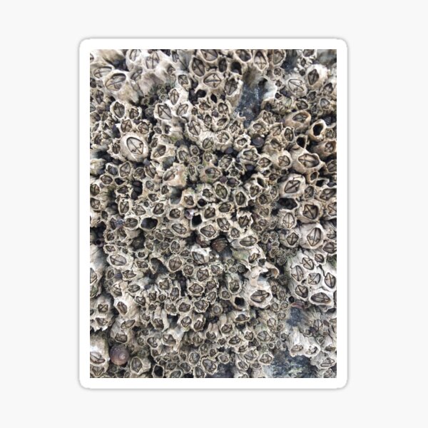 "Barnacles " Sticker for Sale by svencarr | Redbubble