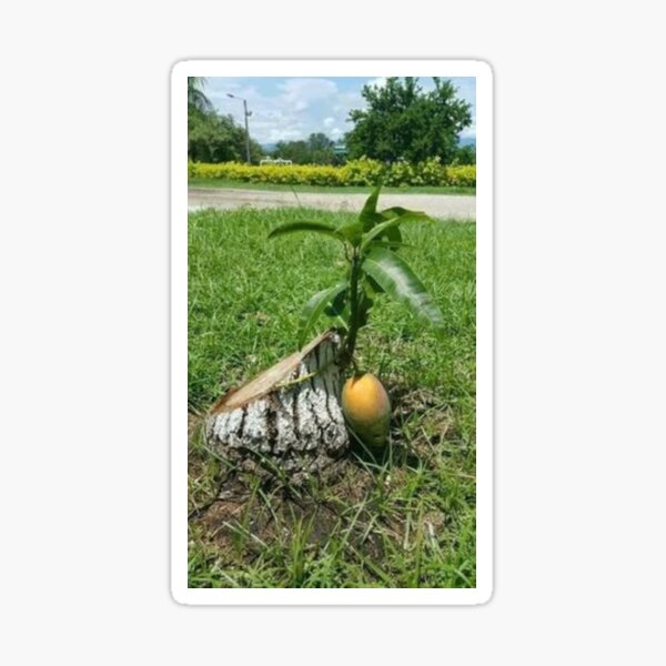 "Awesome mango tree." Sticker for Sale by lanthi | Redbubble