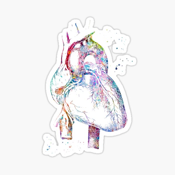 "Anatomy of Human Heart and Arteries" Sticker for Sale by EvasDreams ...