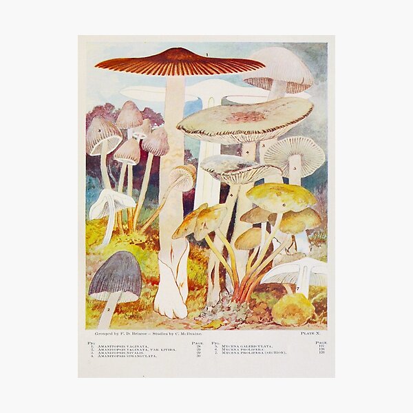 Lámina fotográfica «Ilustración Científica Vintage Ilustración Seta ...